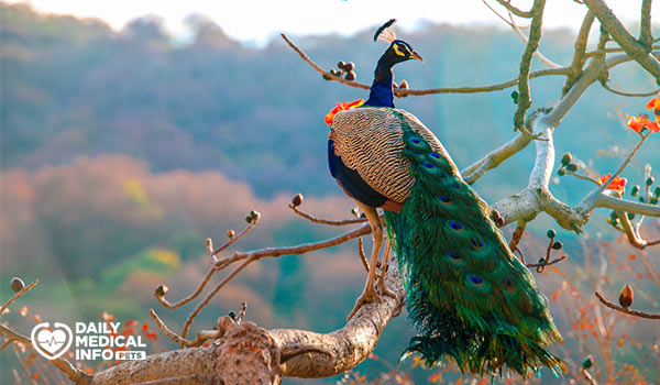 صفات طائر الطاووس: وهل هو مهدد بالانقراض؟ - صحة الحيوانات الأليفة
