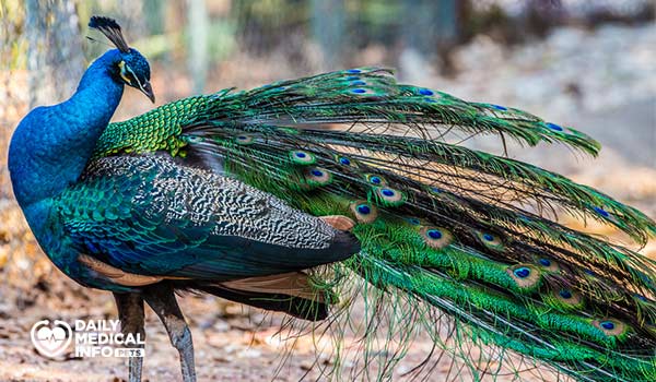 صفات طائر الطاووس: وهل هو مهدد بالانقراض؟ - صحة الحيوانات الأليفة