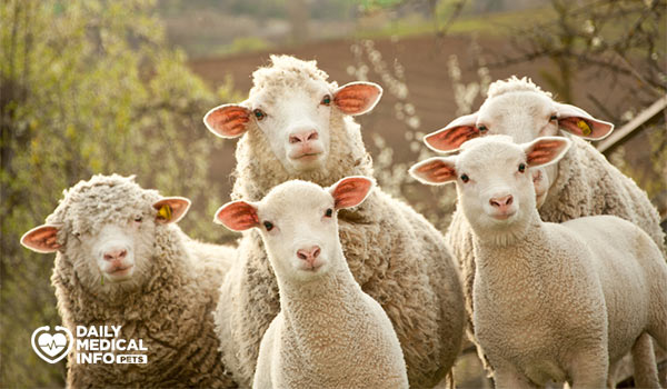 ماهو غذاء الغنم؟ والفرق بين الغنم والماعز - صحة الحيوانات الأليفة